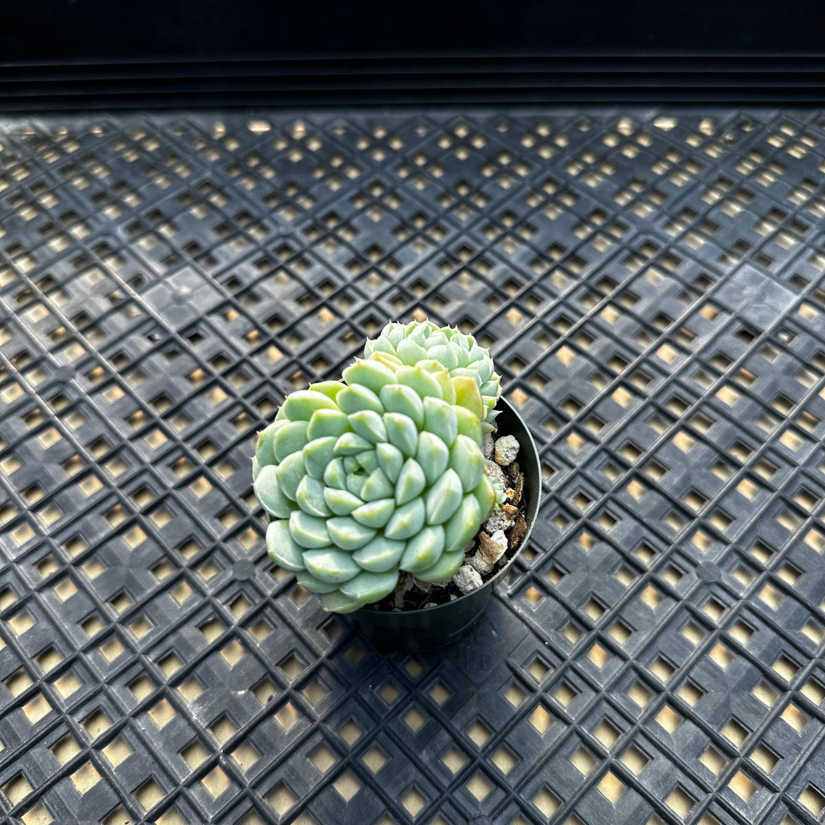 Echeveria ‘Sugar Princess’ – Chubby Leaf Succulents